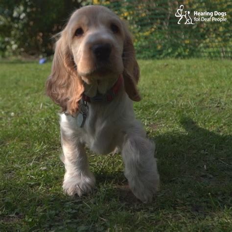 Cocker Spaniel Ruby Is About To Start The Final Stage Of Her Hearing