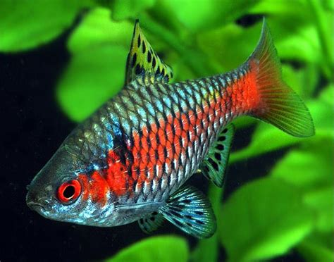 Barbus akvarijske ribe: kompatibilnost, uzgoj