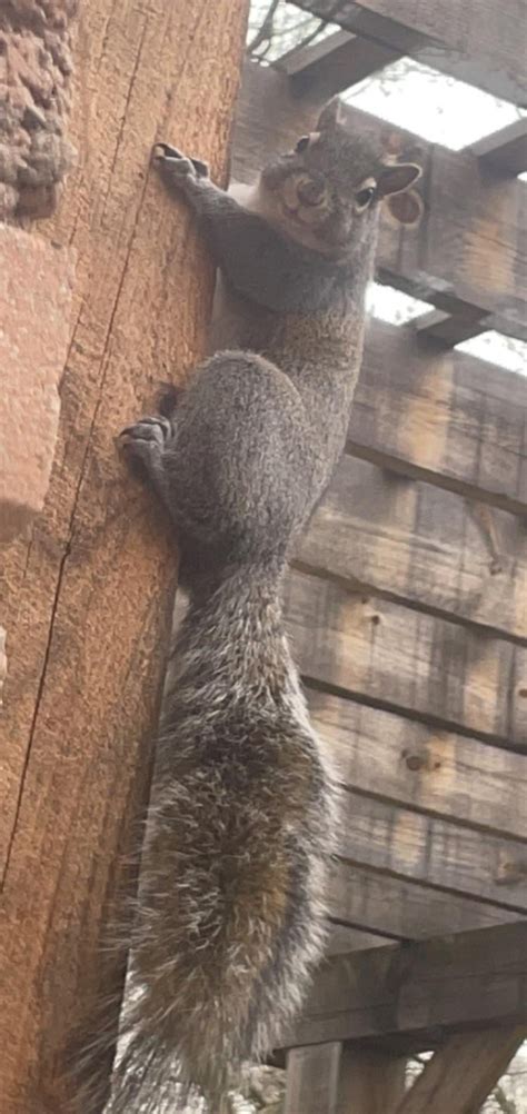 R Fatsquirrellove