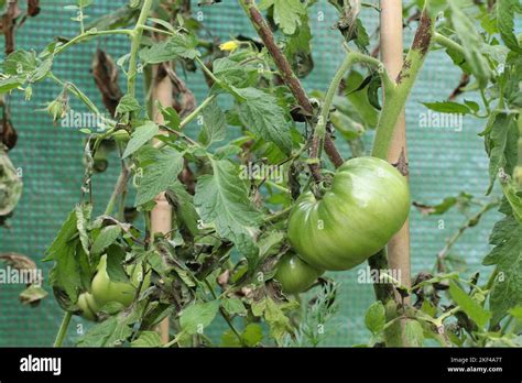The Tomato Plant Is Infected With Late Blight Caused By Fungus Like