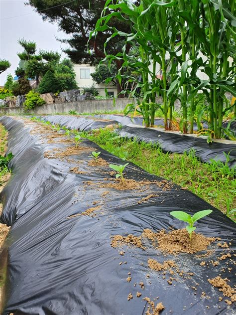 주말농장 텃밭가꾸기 5월에 심는작물파종작물 텃밭작물 15가지 네이버 블로그