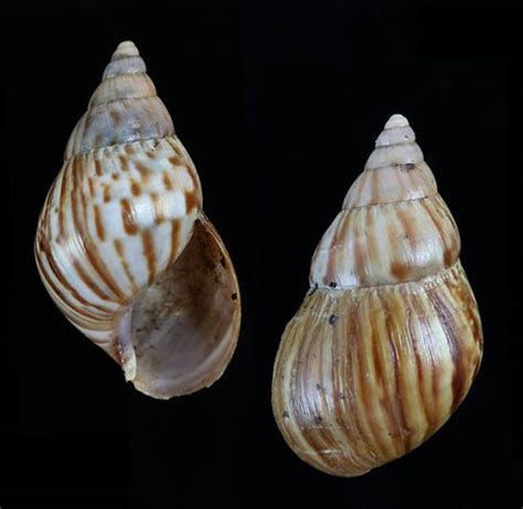Lissachatina Fulica 4011379