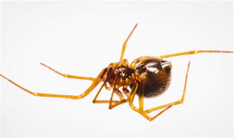 43 New Species Of Scaffold Web Spider Discovered In Asia Asian