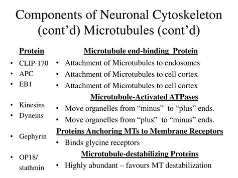 Ppt Neuronal Cytoskeleton Structure And Function Powerpoint Presentation Id 5496987
