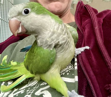 Adopt Page Grav