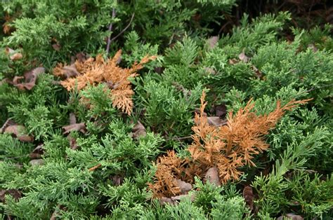 Juniper Phomopsis Tip Blight Walter Reeves The Georgia Gardener