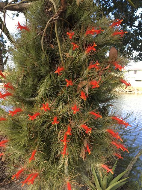 Tillandsia funckiana care and culture | Travaldo's blog