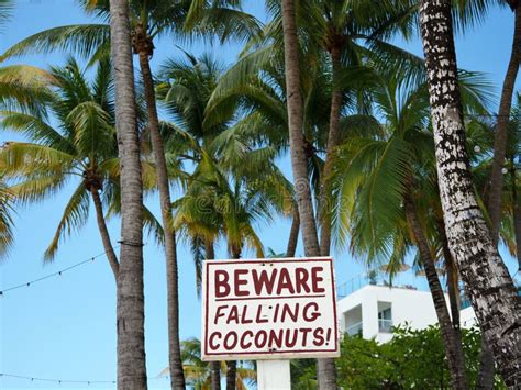 Beware Of Falling Coconuts From Coconut Palm Trees Stock Image Image