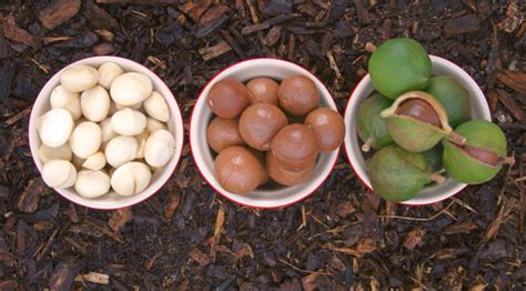 Benefits Of Macadamia Nuts Benefits Of
