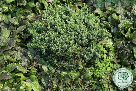 上海数字植物志