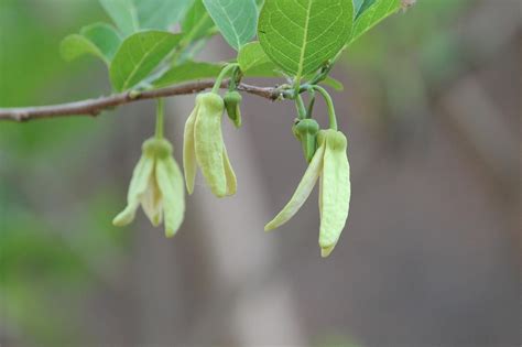 Custard Apple Flower