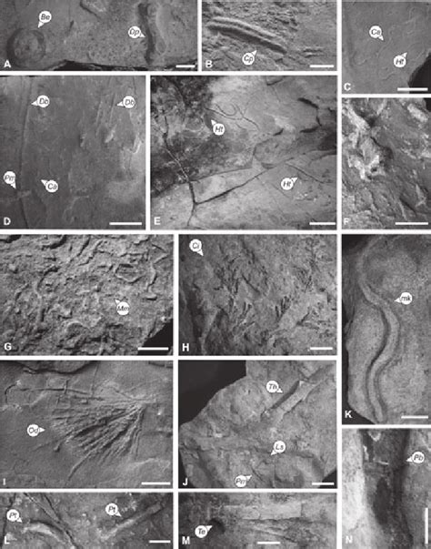 Trace Fossil Assemblage From Teresina Formation Abbreviations Be Download Scientific Trace Fossil Assemblage From Teresina Formation Abbreviations Be Download Scientific