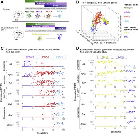 Single Cell Transcriptomic Analysis Defines Heterogeneity And Transcriptional Dynamics In The