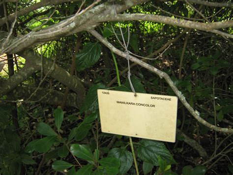 Tree Labelling Tree Society Of Zimbabwe
