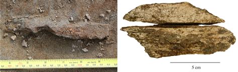 Left Dominantly Spongious Bone Fragment Find Number 148 Scale