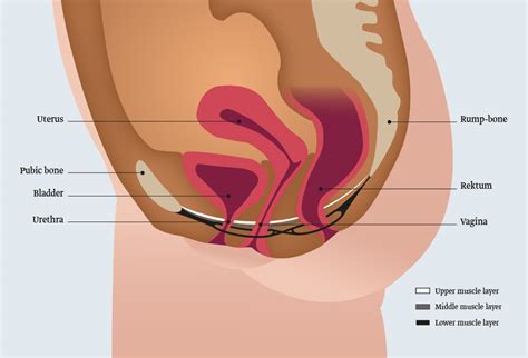 Difference Between Male And Female Pelvic Floor Muscles