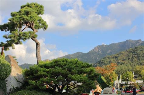 영암 월출산 국화축제 기찬랜드 국화 향은 설렘이다 네이버 블로그