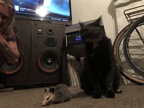 My Roommates Cat Thinks This Possum Is Her Kitten Going On 8 Days Now