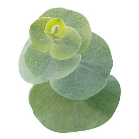 Eucalyptus Cinerea Silver Dollar Seeds £3 55 From Chiltern Seeds