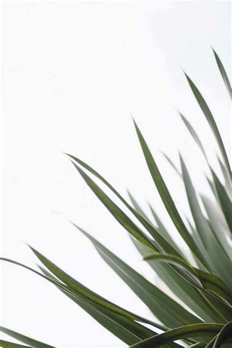 Download Aesthetic Green Background Linear Leaves