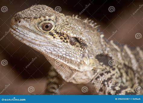 This Is A Close Up Of A Water Dragon Stock Image Image Of Australia