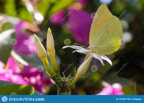 Butterfly Feeding On Nectar Of A Bougainvillea Flower And Beautiful
