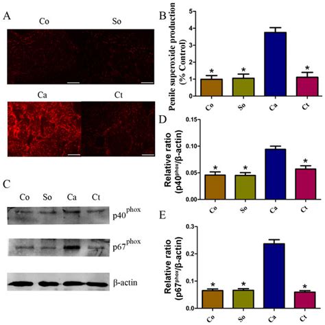 Testosterone Improves Erectile Function Through Inhibition Of Reactive Oxygen Species Generation