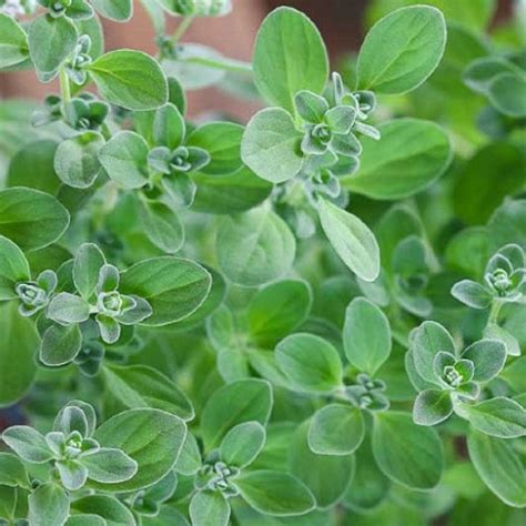 Майорана/ Origanum majorana – Биогардн Магазин за Вашата Градина