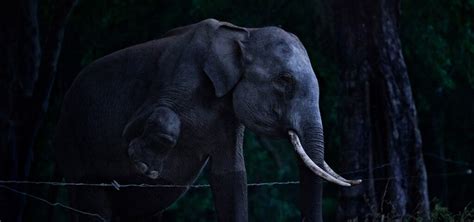 სპილო მეზობლად