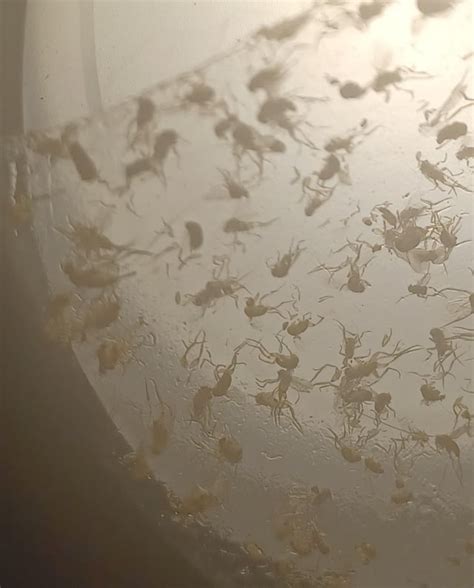 These Gnats Are Insane Right Now Rnatures