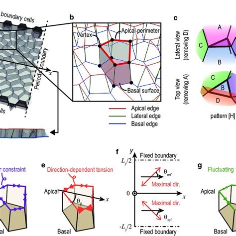 3d Vertex Model Of Multicellular Dynamics A A Geometric Model Of A Download Scientific