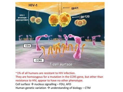 Mcb 104 Genetics Cell Biology Genomics Ppt Download