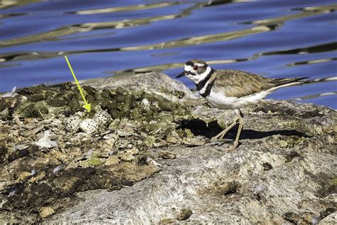 What Is A Killdeer Nest At Richard Abbate Blog