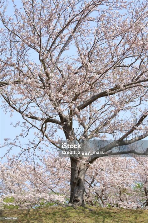 이 나토리 하이랜드 히가시 이즈 시즈오카 일본의 벚꽃 나무 행 0명에 대한 스톡 사진 및 기타 이미지 0명 Hanami