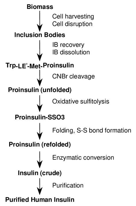 Human Insulin From Proinsulin Fusion Protein Download Scientific Diagram