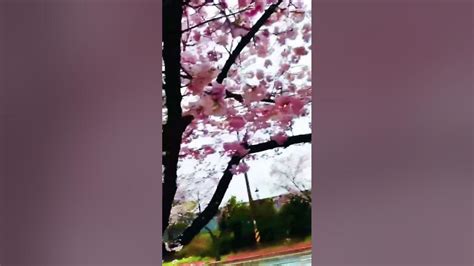 සකුරා මලින් හැඩවුණු සුන්දර කොරියාව 🥰🥰🥰 Youtube