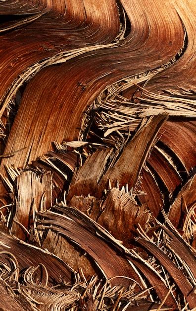 71000 Bald Eagle Wood Carving Pattern Pictures