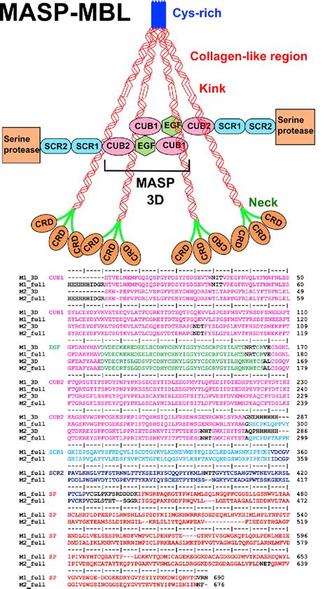 Figure 1 From Flexibility In Mannan Binding Lectin Associated Serine