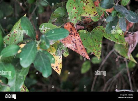 Rust Marks Of A Leaf Of A Tree These Markings Are Caused By Scale Insects Of The Family
