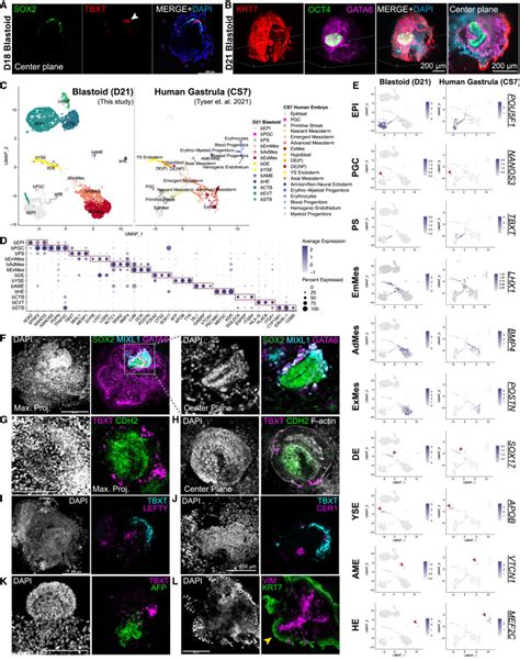 3d Cultured Blastoids Model Human Embryogenesis From Pre Implantation