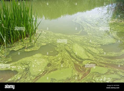 Is Cyanobacteria An Algae At Mike Friddle Blog