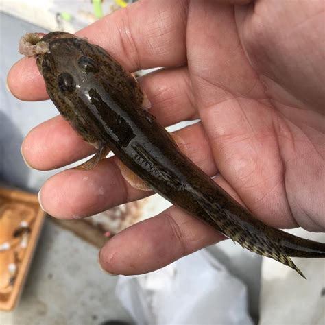 釣りペディア