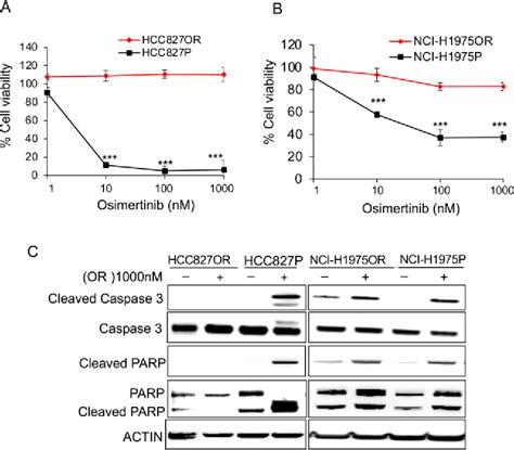 Figure 1 From Ras Related Protein Rab 32 And Thrombospondin 1 Confer