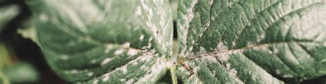 Improving Powdery Mildew Management In Mungbean University Of