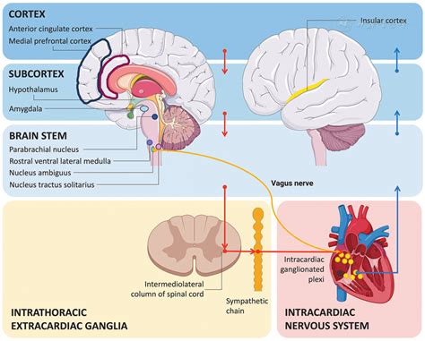 The Heart Brain Axis Key Concepts In Neurocardiology Cardiology
