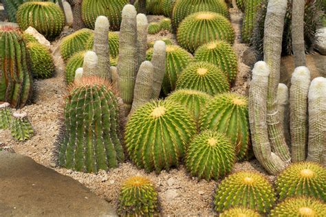 Cactus Garden Various Types Of Beautiful Cacti Exotic Cactus Collection