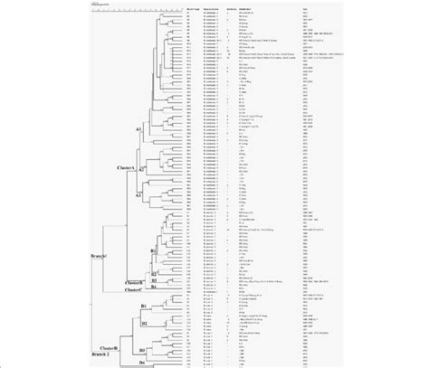cluster analysis by mlva11 genotyping of the 600 brucella strains from