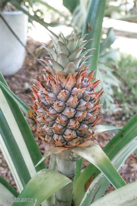 How To Grow Pineapple In Your YARD
