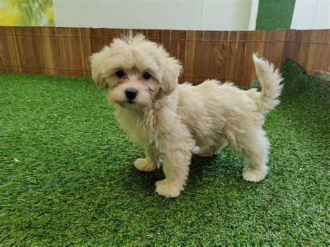 Deze Cavapoo Is Nu Beschikbaar Cavapoo Teefje Puppy Te Koop 010589143