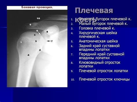 Нормальная рентгенанатомия конечностей и суставов Диагностика